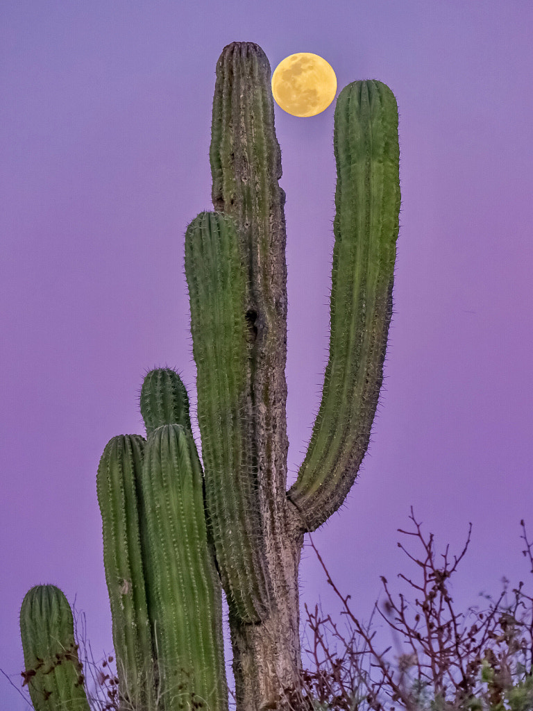 The Desert Moon by Spacewalk / 500px