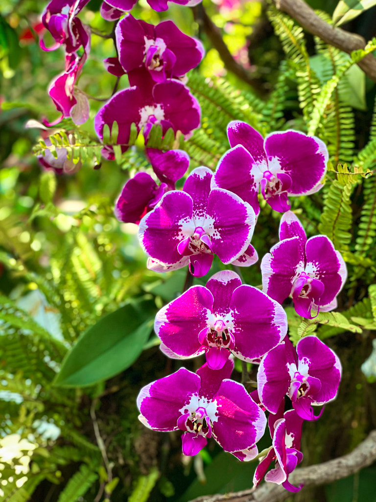 Magenta Moth by Madhavi Mittal / 500px
