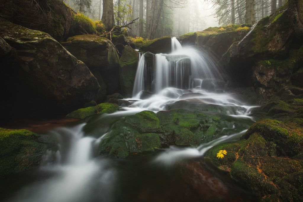 Dream forest by Adrian Petrisor / 500px