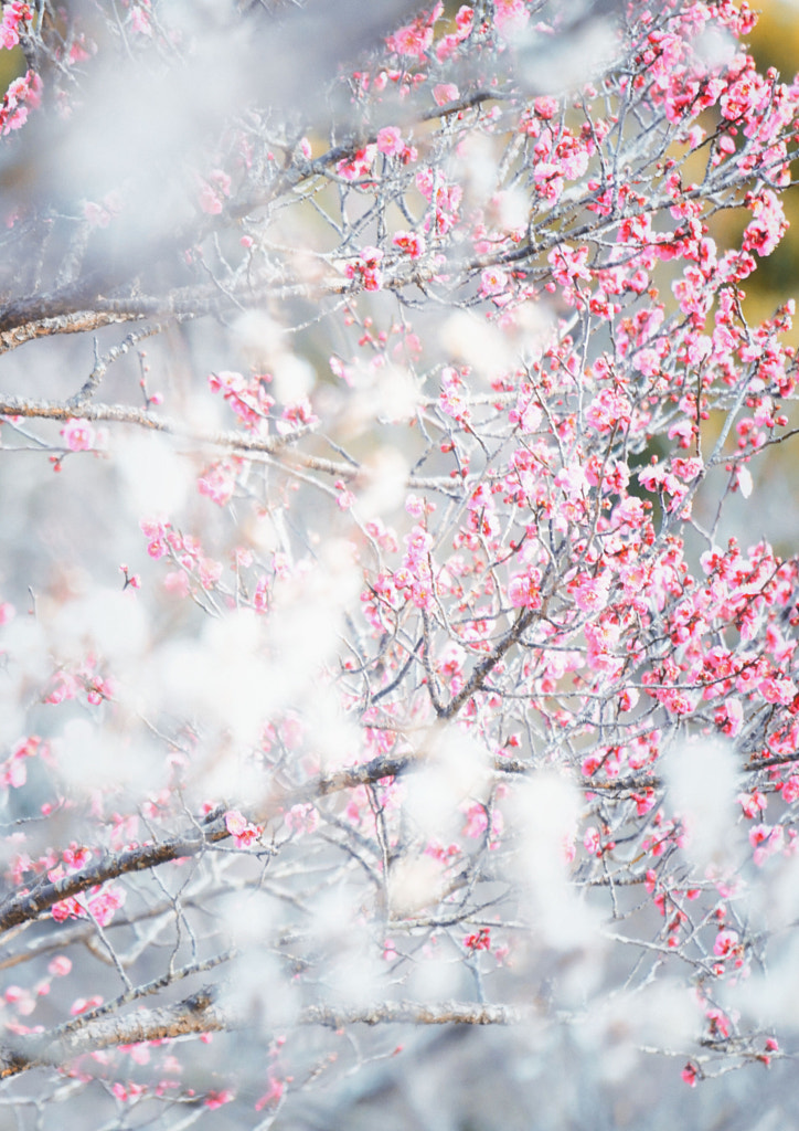 first day of spring by yoshitaka ooyama / 500px