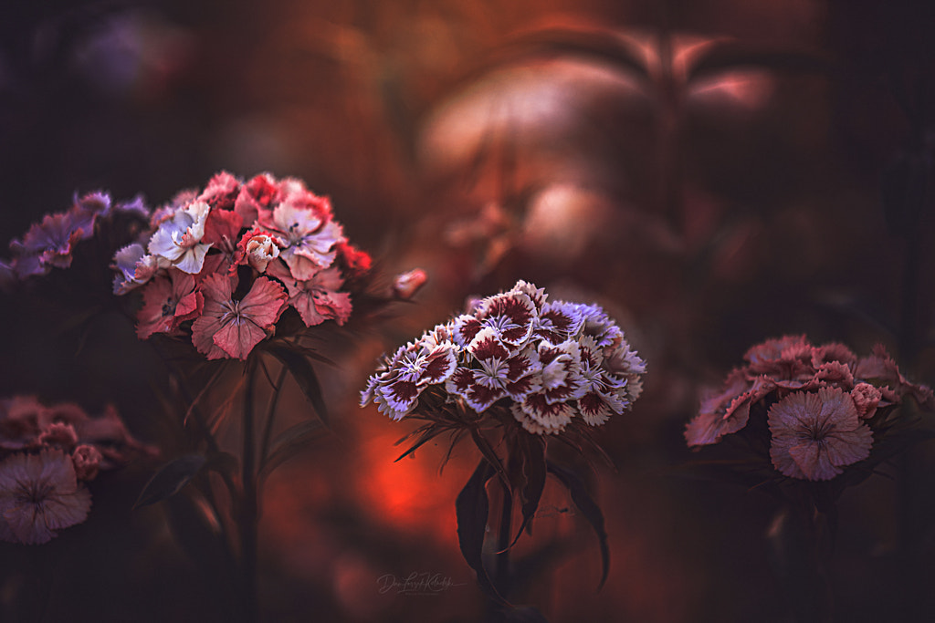 in the garden of singularity III by Dan Leszek Kołudzki / 500px