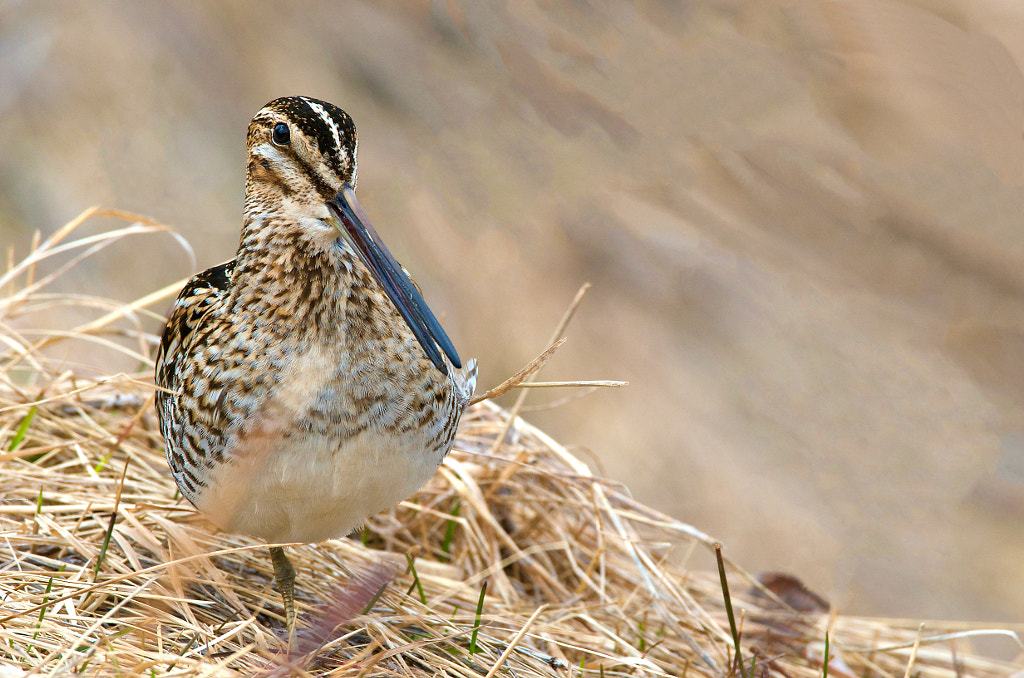Wilson's Snipe by Greg Drozda / 500px