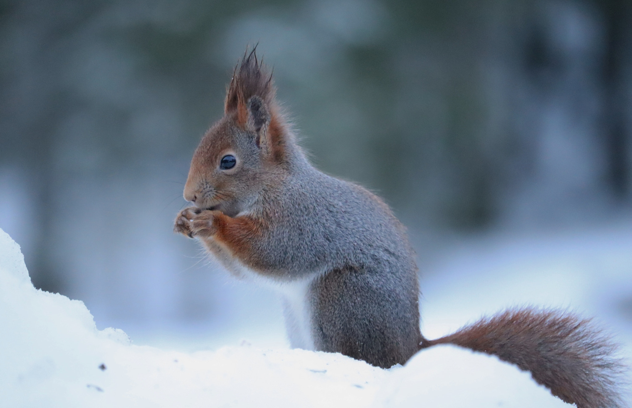 Squirrel in winter coat by Nicole Elisabeth / 500px
