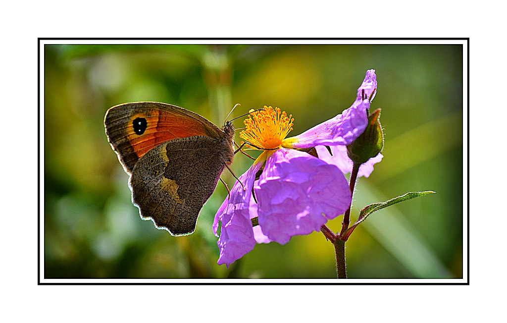 Le papillon 23 - 2013 by Hüseyin AY / 500px