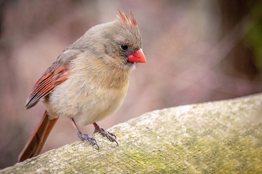 Female Northern Cardinal by Tim Seydell / 500px