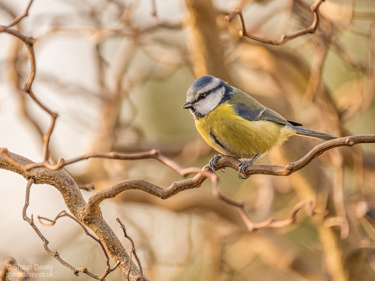 Blue Tit in Tree by Shaun Davey / 500px