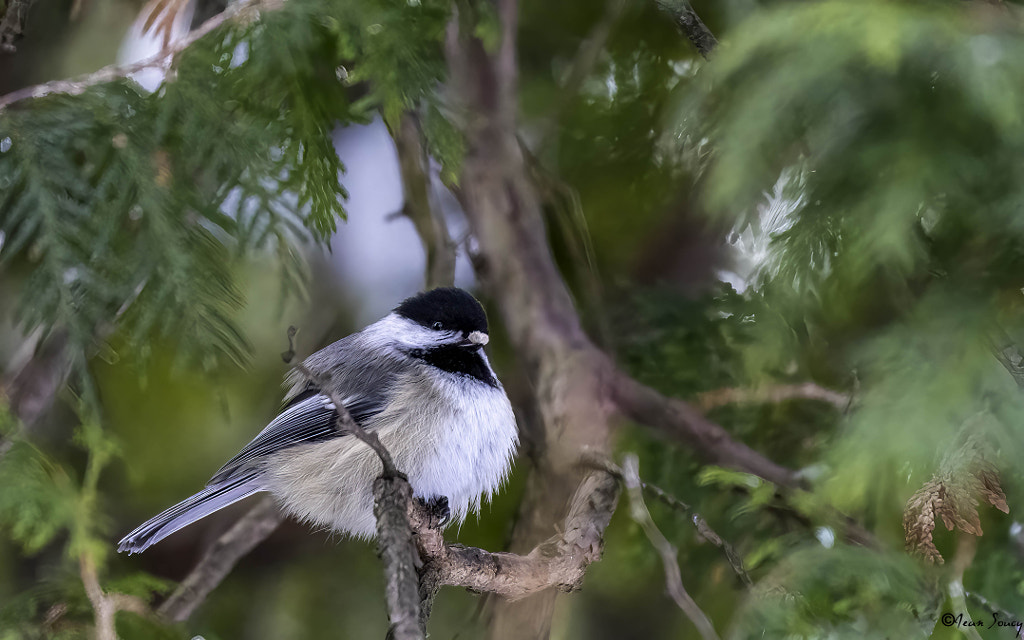 Mésange à tête noire/Black-capped Chickadee by Jean Soucy / 500px
