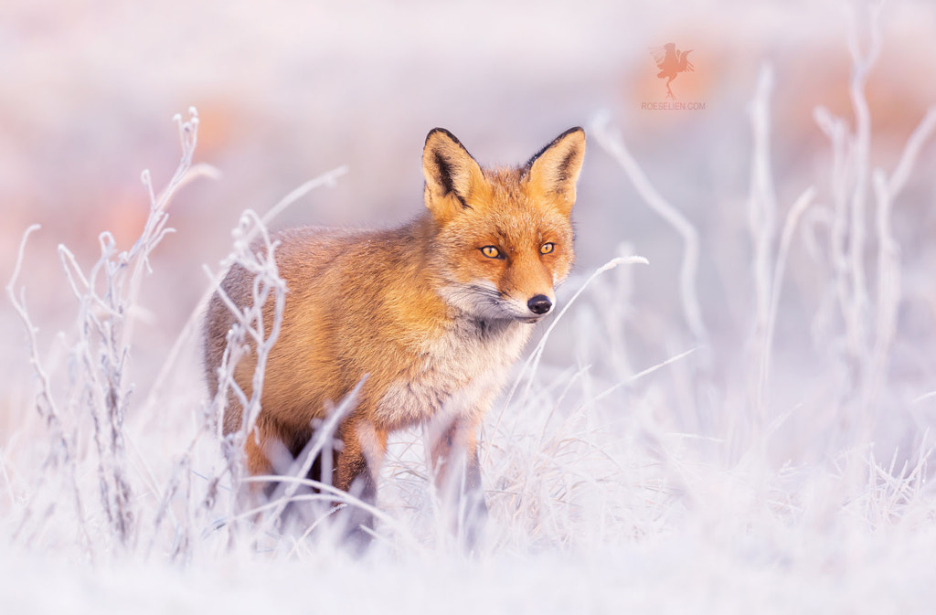 Frosty Fox Series - The Catcher in the Rime by Roeselien Raimond / 500px