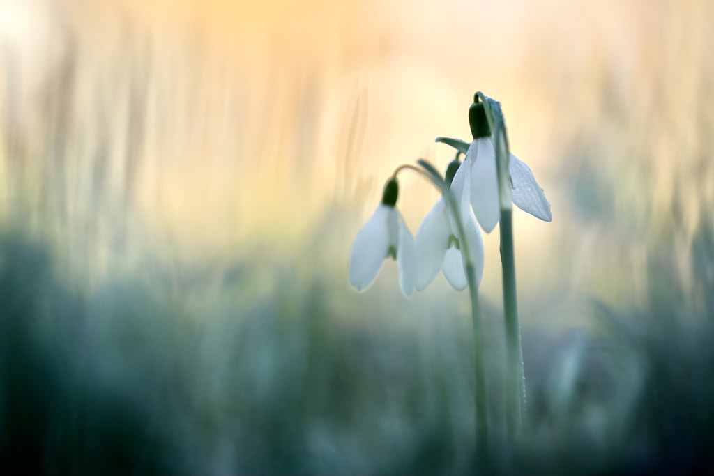 A spark of spring bloom by Lenie Kooijman / 500px