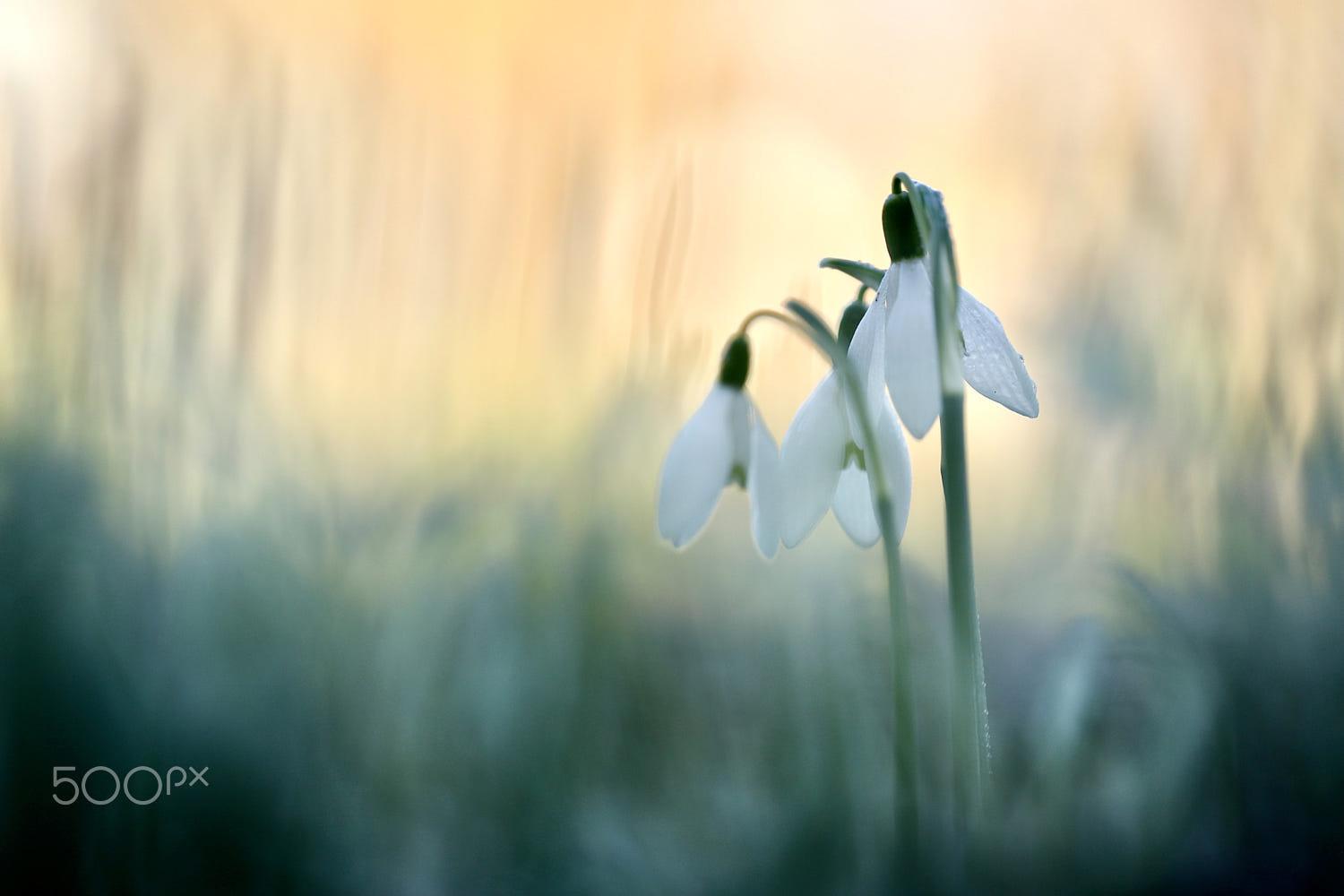 A spark of spring bloom by Lenie Kooijman / 500px