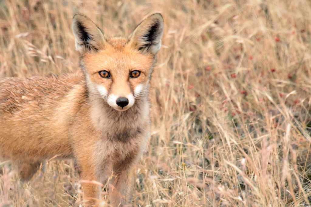 Fox on Field by Alp Cem / 500px