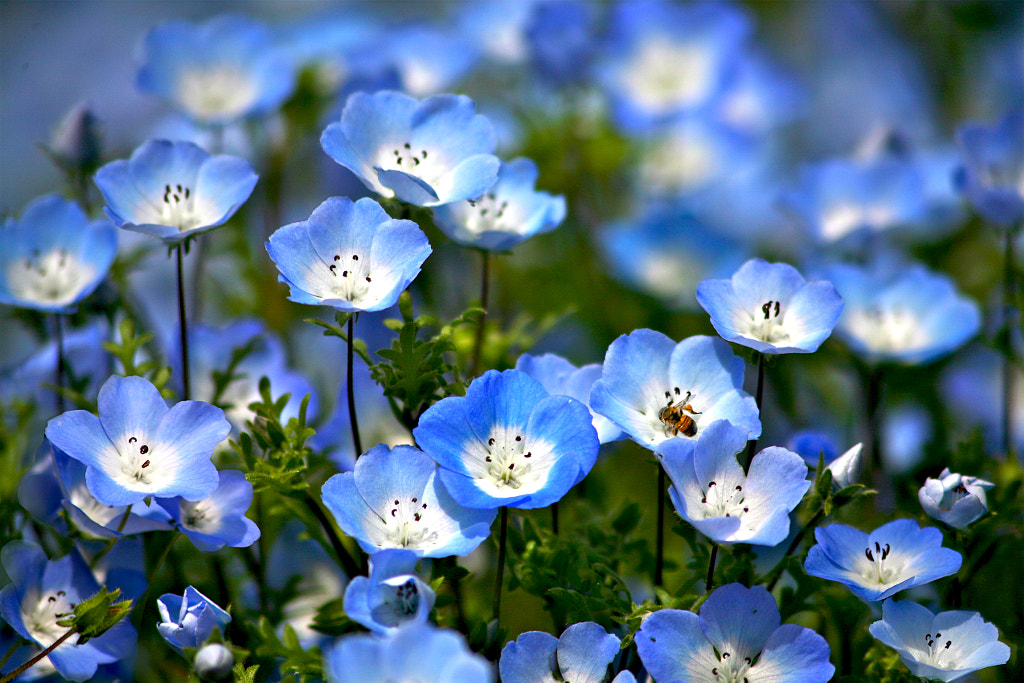 Forget Me Not by Sue Hsu / 500px