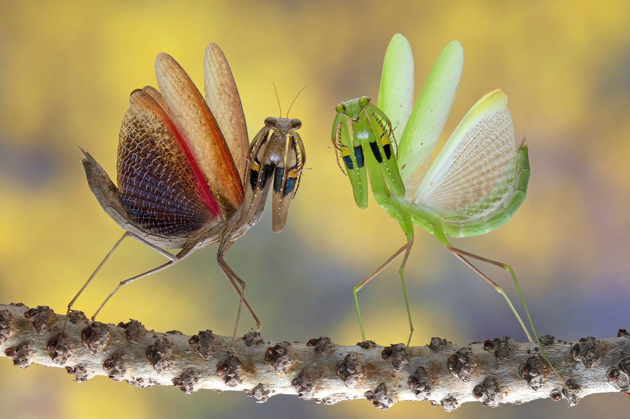 Statilia maculata, common name Asian jumping mantis by Pang Way / 500px