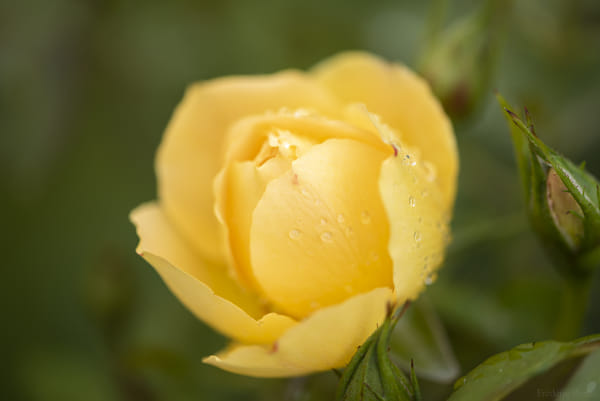 Frédéric Protat (fredericprotat) Profile / 500px