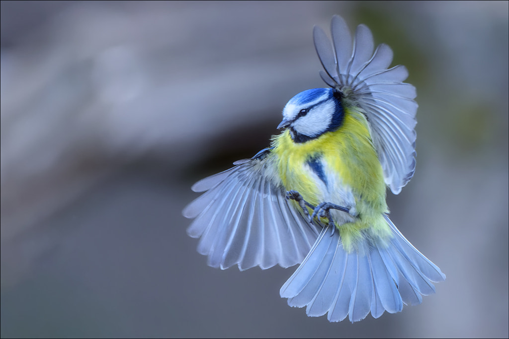 Blue tit shows how beautiful she is by Hans Rentsch / 500px