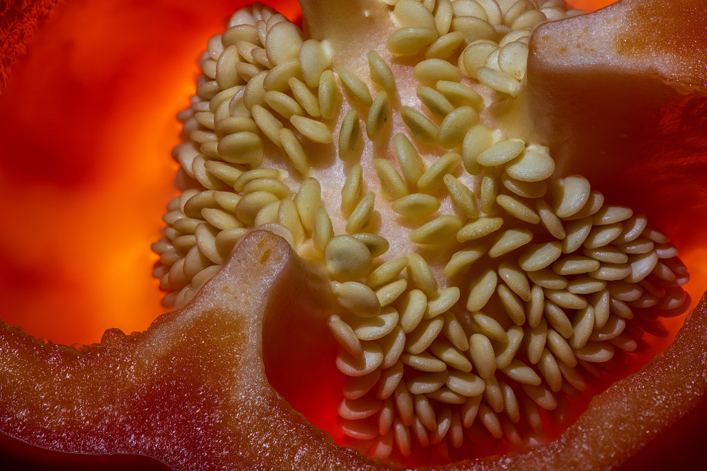 Red Bell Pepper Seeds by Kenneth Carper / 500px