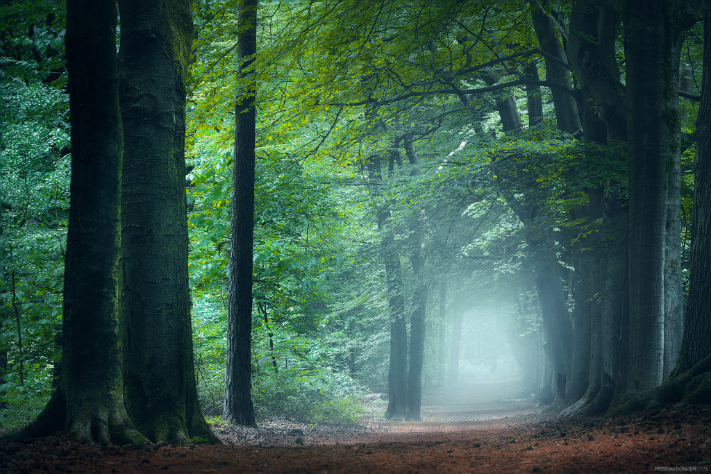 Summer Mist by Kees van Dongen / 500px