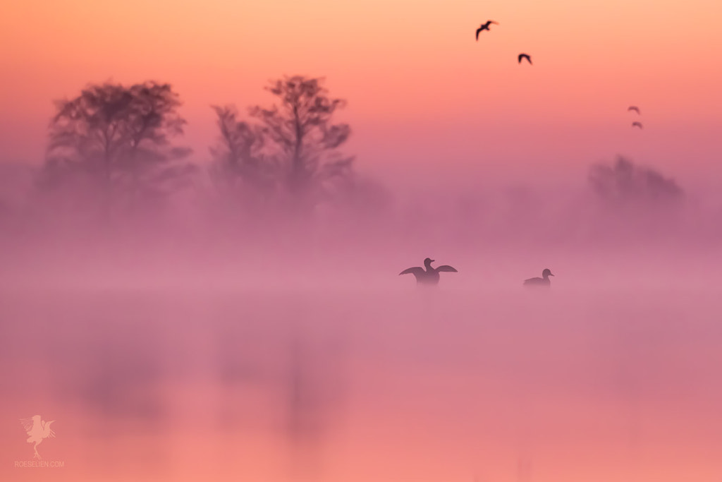 Morgenstimmung - Morning Mood by Roeselien Raimond / 500px