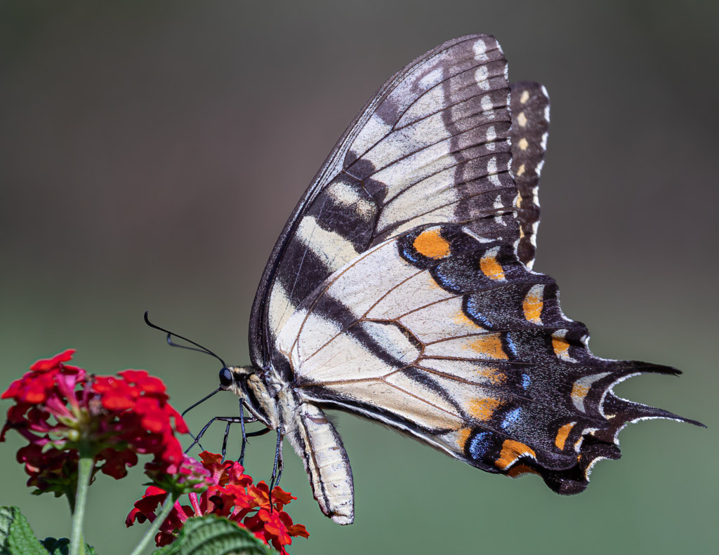 Eastern Tiger Swallowtail by Ron Thill / 500px