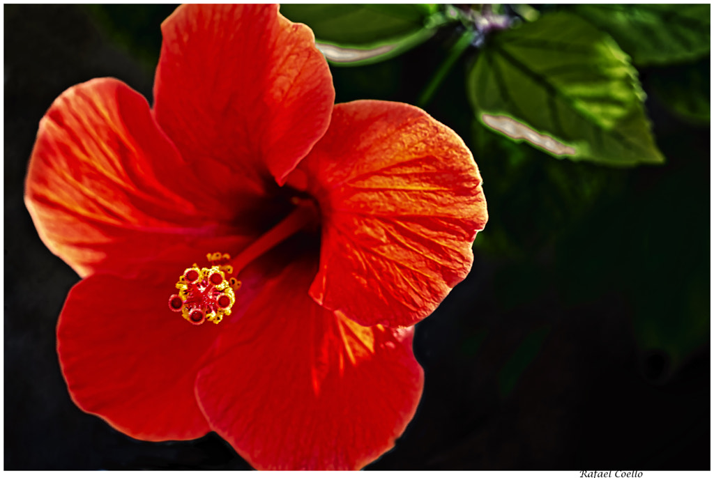 Close-up of red hibiscus flower by Rafael Coello / 500px