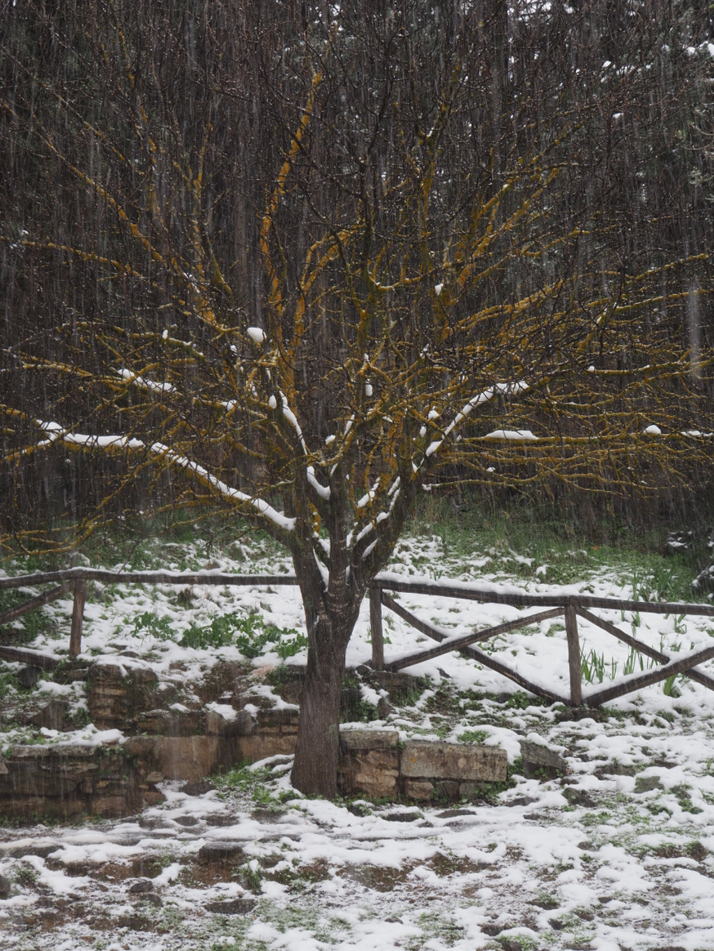 Trees on snow... by Spyros & Kalliope Spyros & Kalliope / 500px