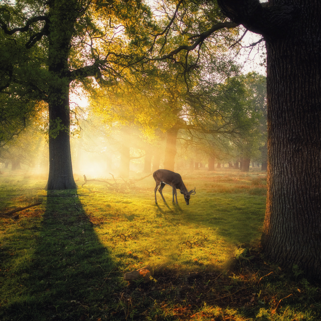 A Simple Life by Pedro Quintela / 500px