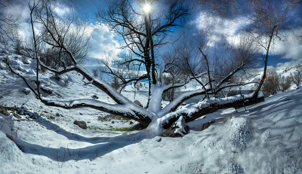 The magical tree by Samal Tofik / 500px