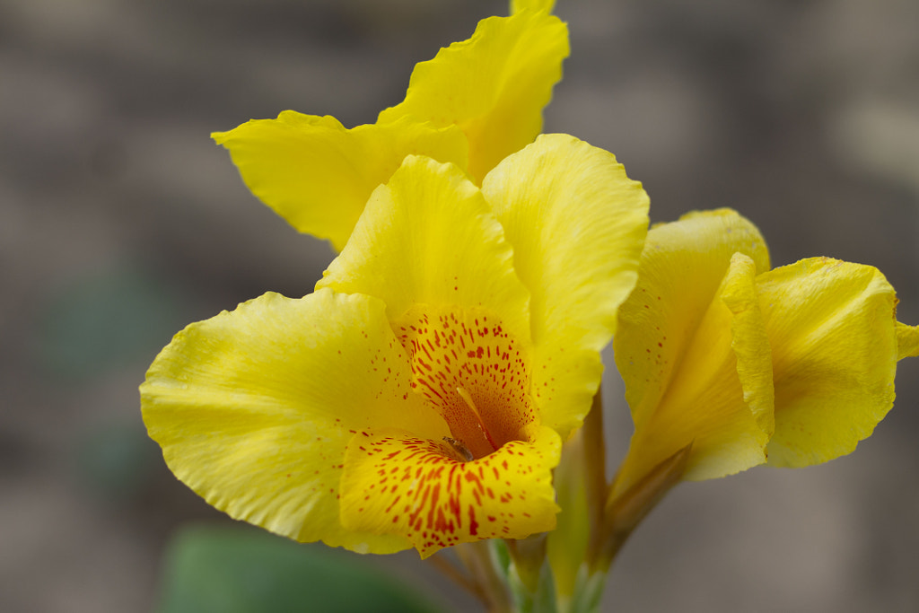 Flor Cana da Índia Amarela by Sávia Martins / 500px