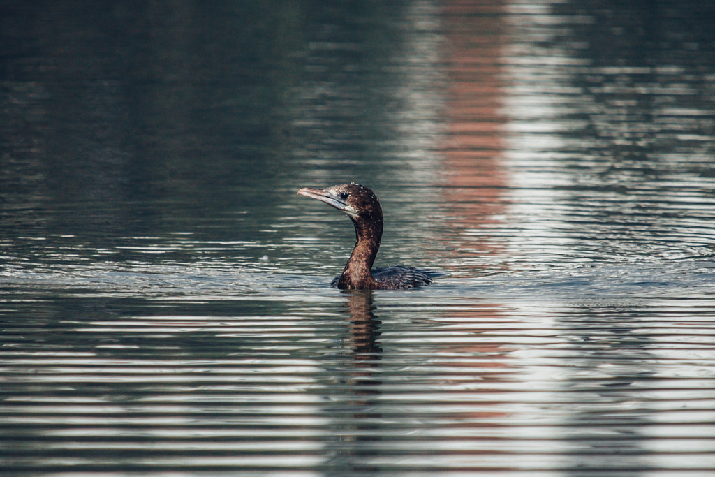 Small Cormorant by Shadab Ishtiyak / 500px