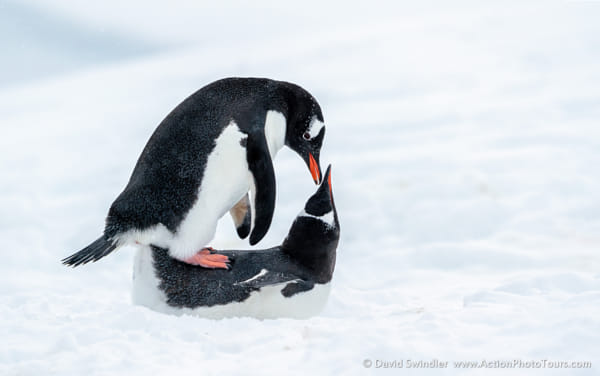 David Swindler (dswindler) Profile / 500px