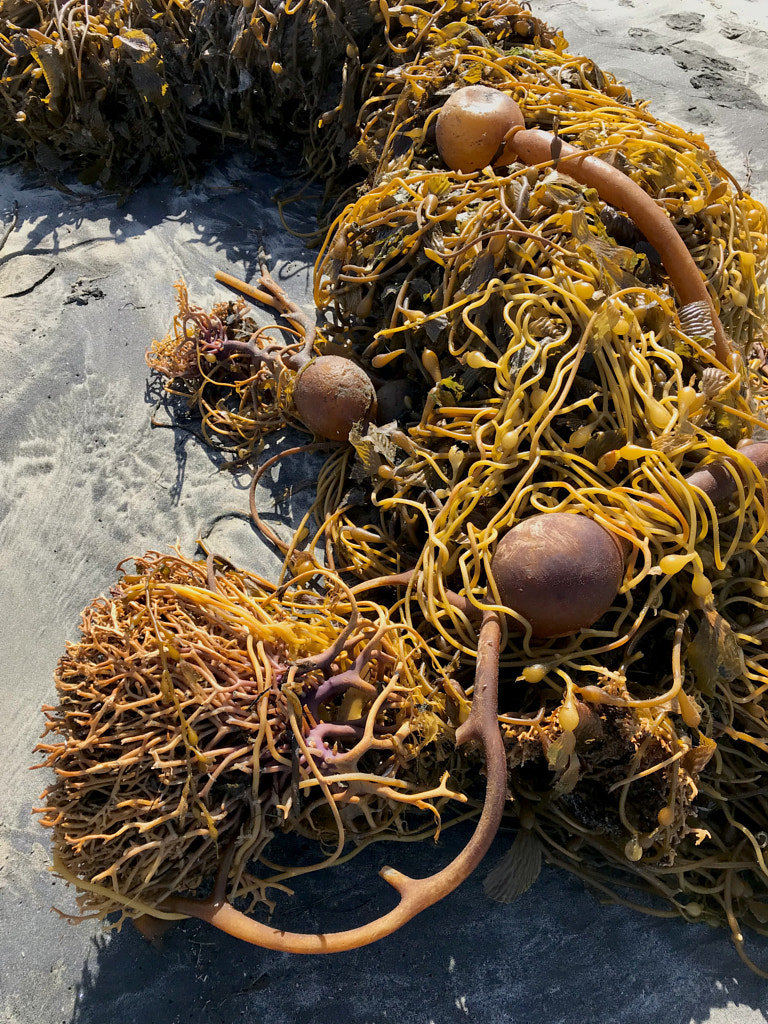 Kelp Monster by DAY--Zee / 500px