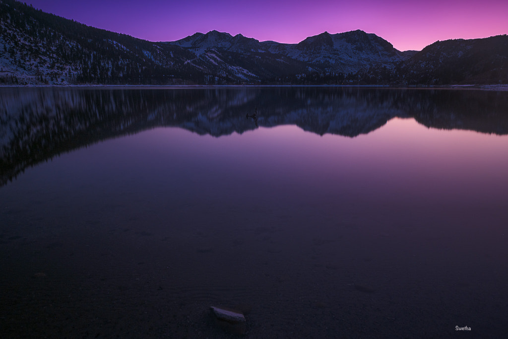Plum Provocateur by Swetha Gopal / 500px