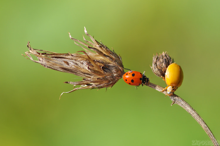 Spotted and Spotless by Vie Lipowski / 500px