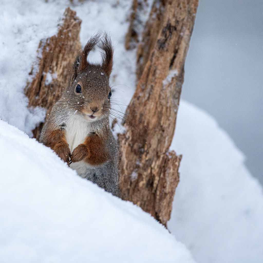 Hiding in the snow. by Håkon Øvermo / 500px