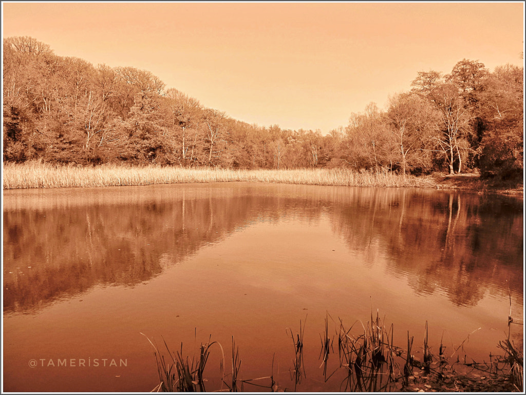 Yellow autumn. by Tamer Istan / 500px