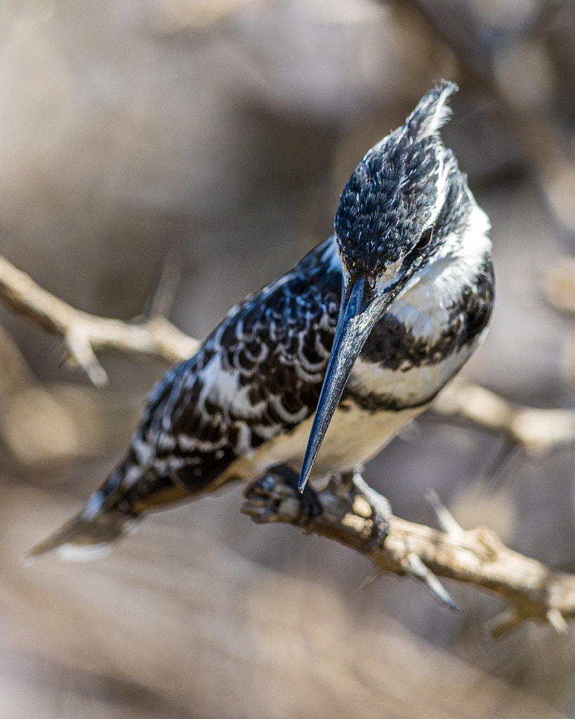 Kruger National Park - Sabie Park, South Africa by Jay Tilles / 500px