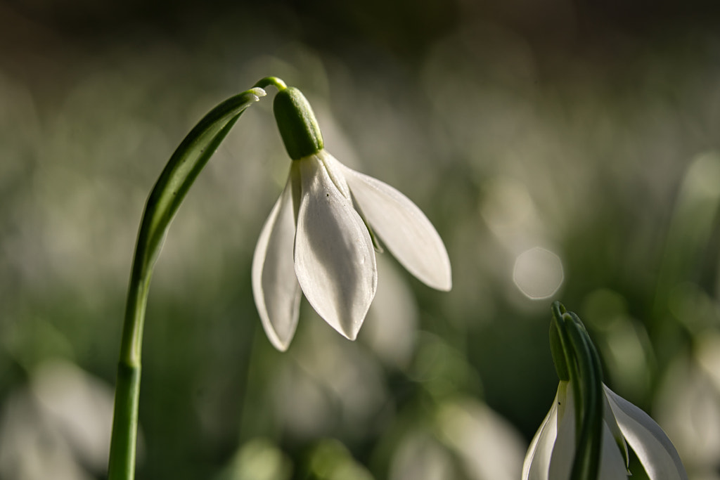 Harbinger of spring by Perez Vöcking / 500px