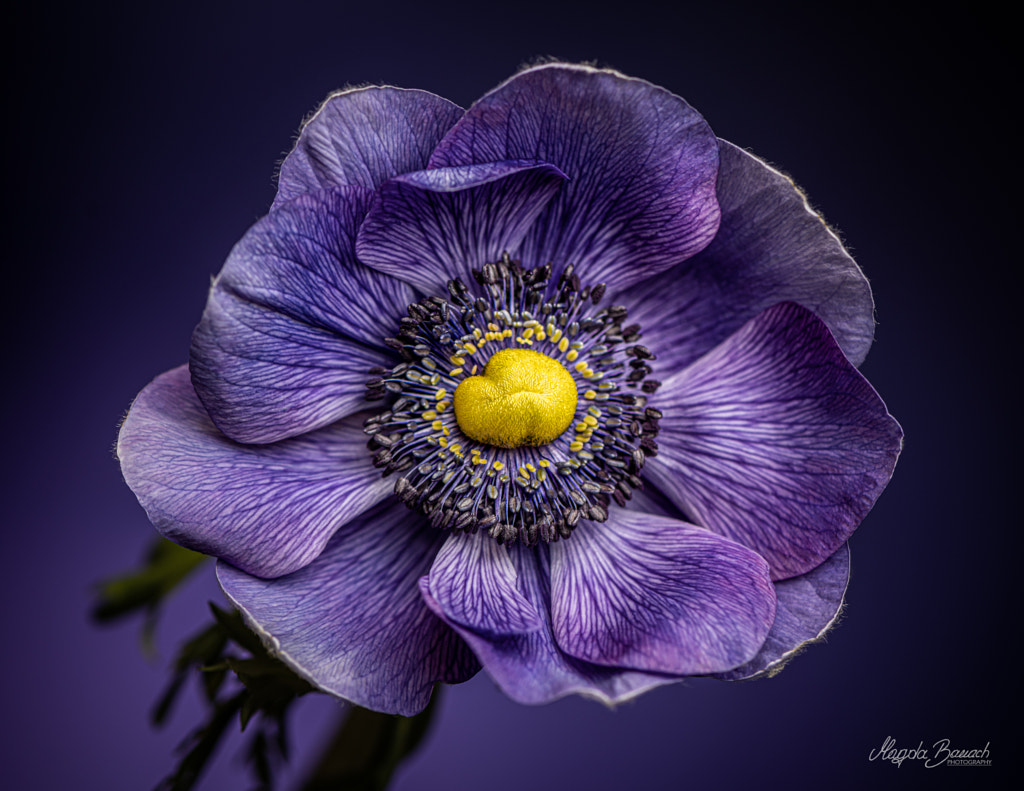 Purple Anemone by Magda Banach / 500px