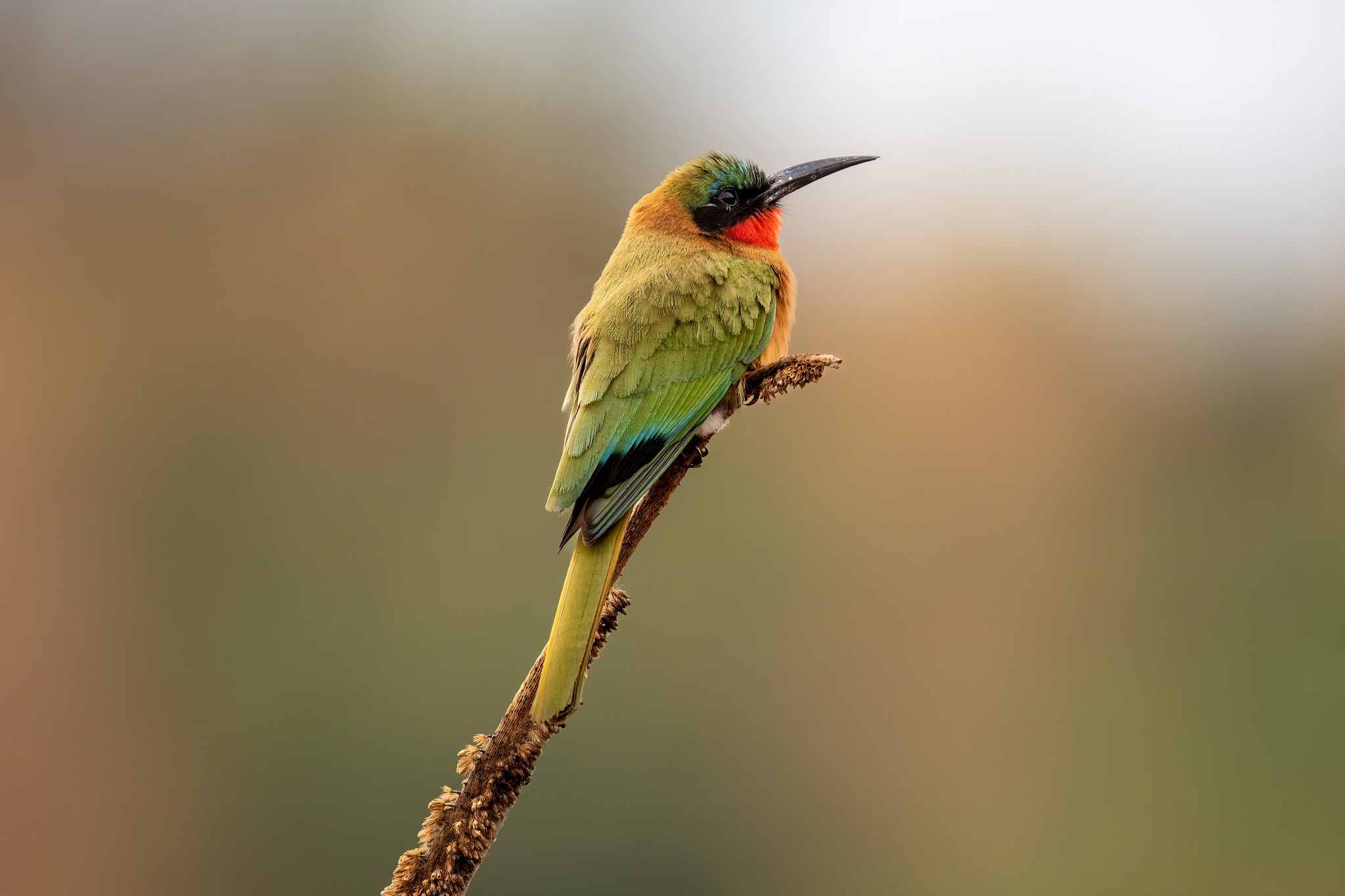 Red-throated Bee-eater, Gambia by hennie dekker / 500px