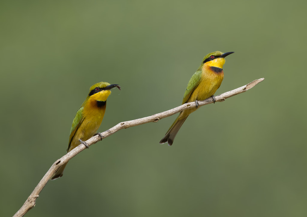 Little Bee-eaters, Gambia by hennie dekker / 500px