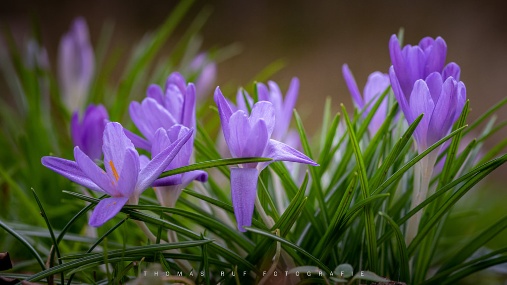 Spring is soon by Thomas Ruf / 500px