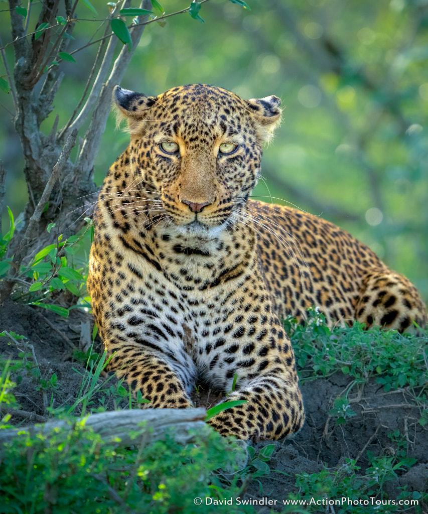 Intense Stare by David Swindler / 500px