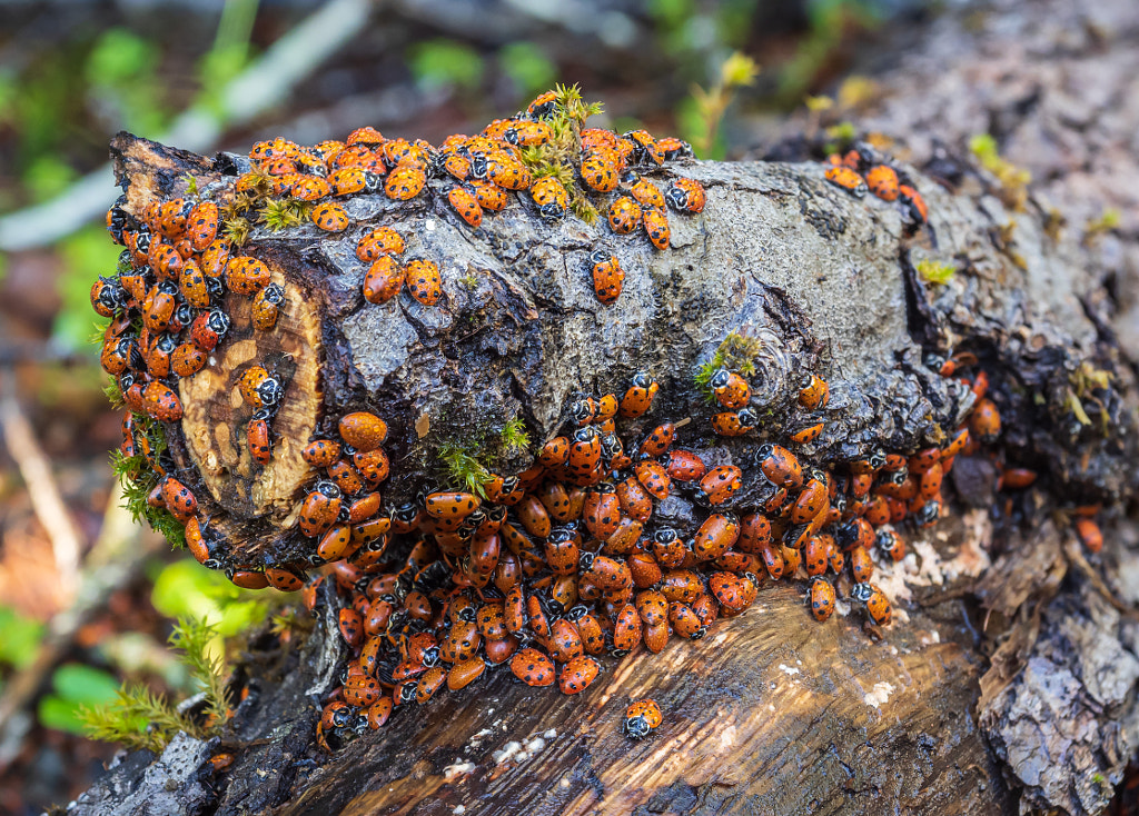 Ladybugs by Steve R / 500px