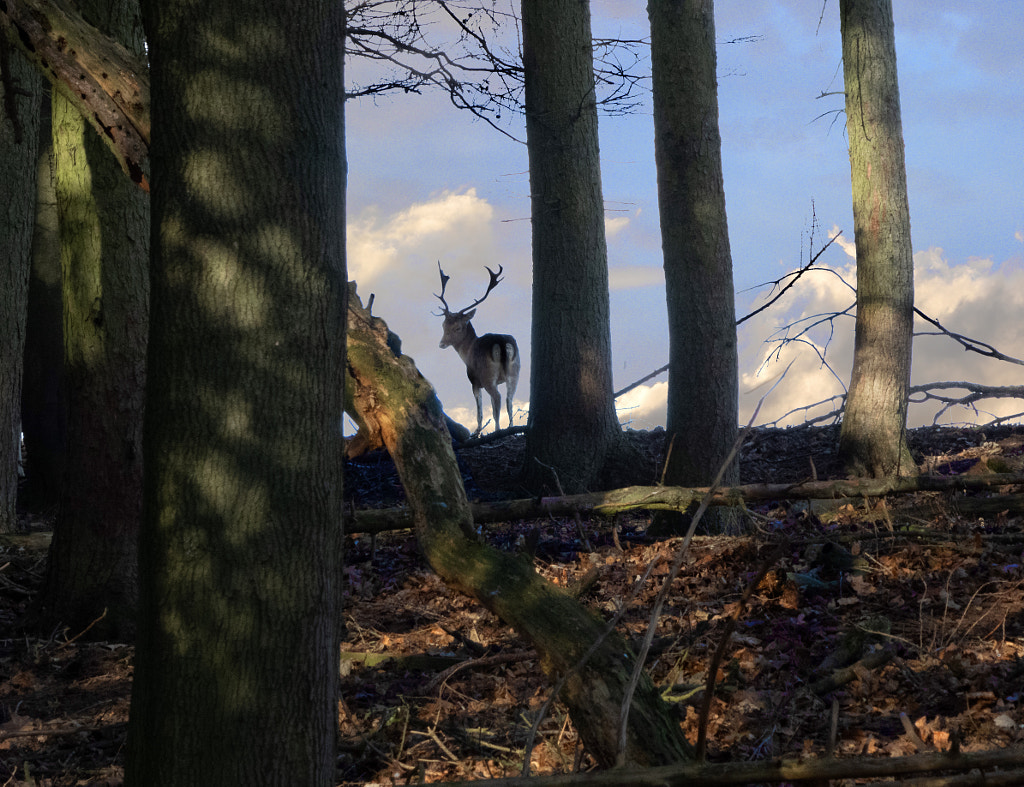 Lone stag by Gordon Tweedale / 500px