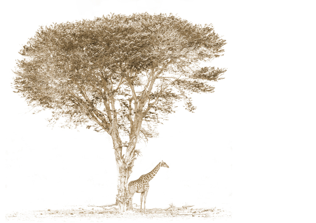 High Key Giraffe by Mik Peach / 500px