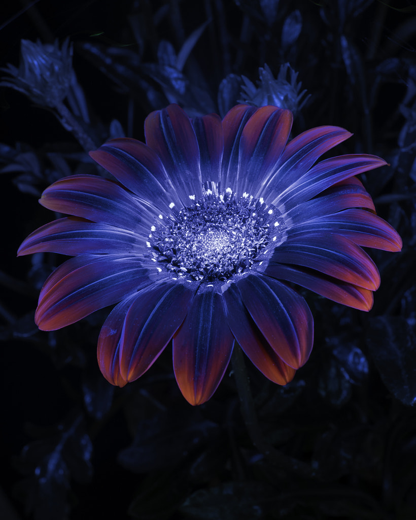 Glowing flower light painting by Filipp Kabanyayev / 500px