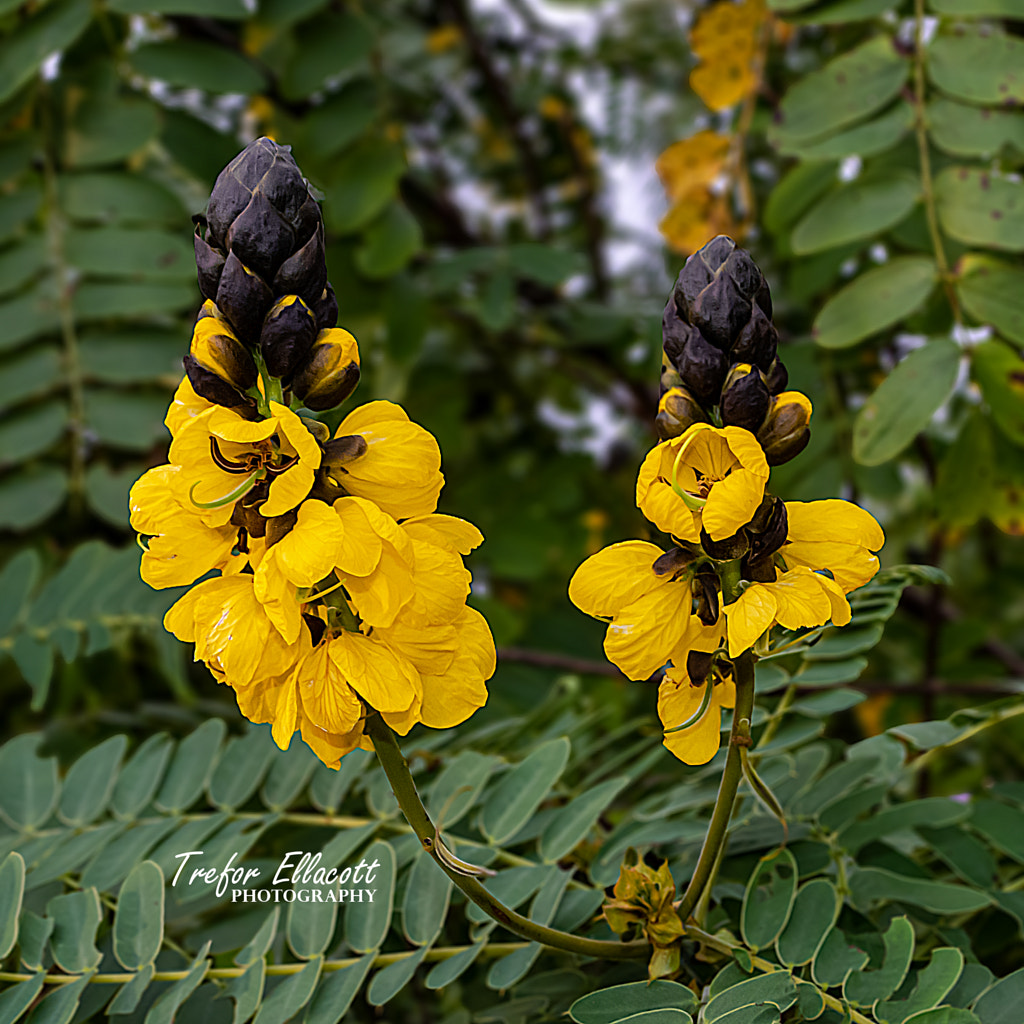 Popcorn Cassia (Senna didymobotrya) 23_01 by Trefor Ellacott / 500px