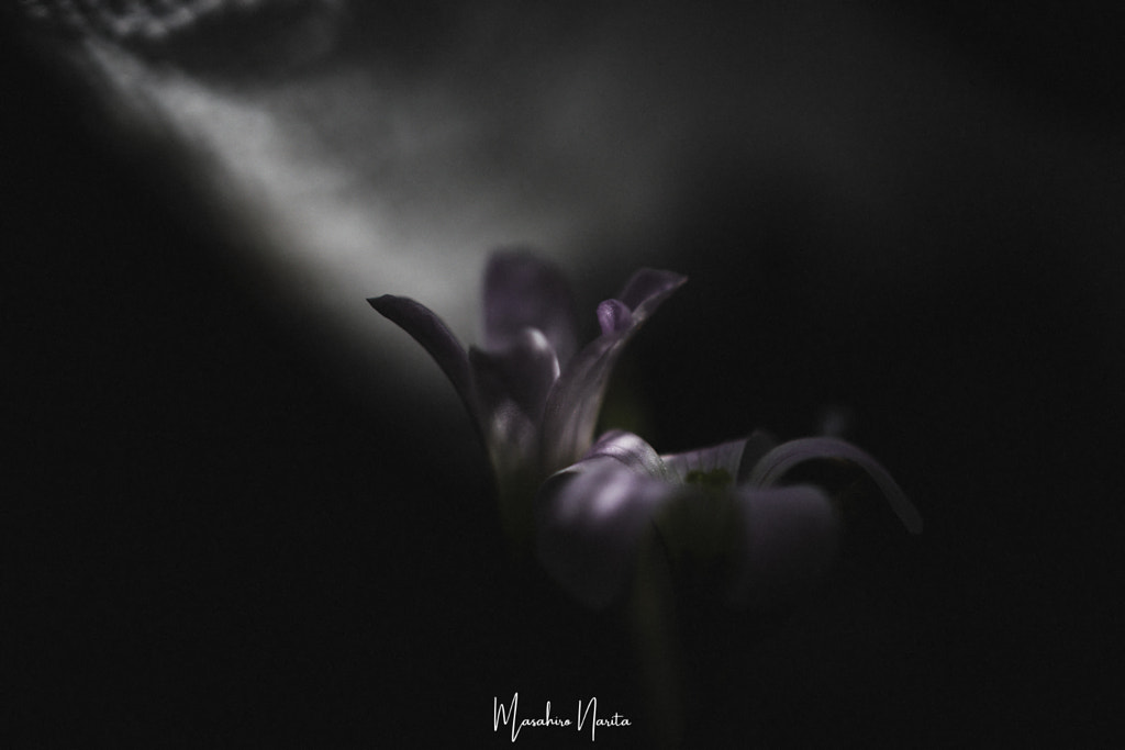 purple shamrock by Masahiro Narita / 500px
