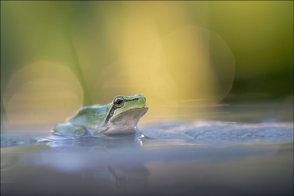 Close-up of frog in water by Georg Scharf / 500px