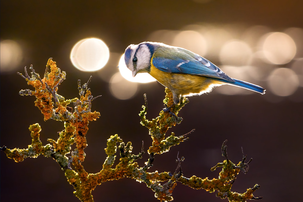 Blue tit in backlight by Robert Didierjean / 500px